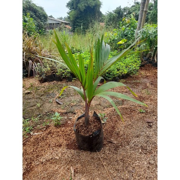 Jual Tanaman Hias Palem botol Merah | Shopee Indonesia