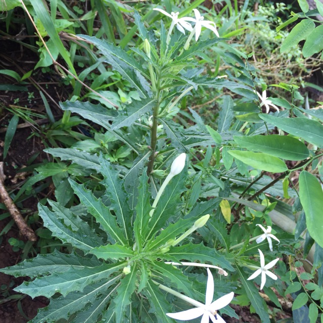 Jual bibit Kitolod kitolot laurentina longiflora TERSEGAR | Shopee ...