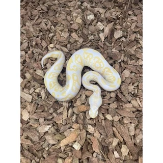 Jual Ular Ball Python Terlengkap & Harga Terbaru Mei 2024 | Shopee Indonesia