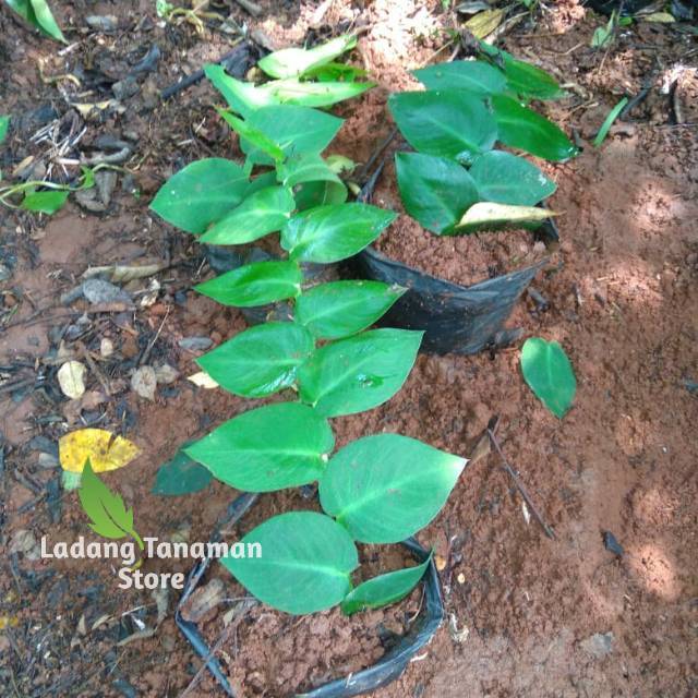 Jual Tanaman hias pohon rambat dolar besar | Shopee Indonesia