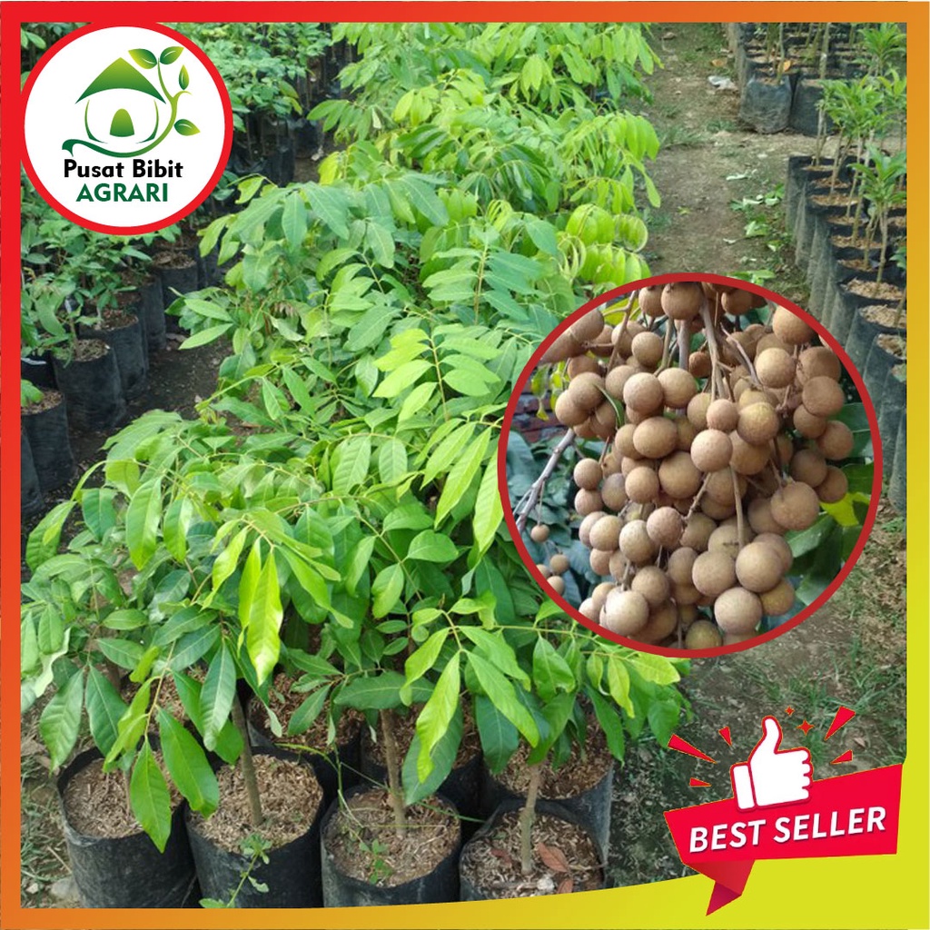 Jual Bibit Kelengkeng New Crystal Kristal Asli Tanaman Buah Okulasi ...