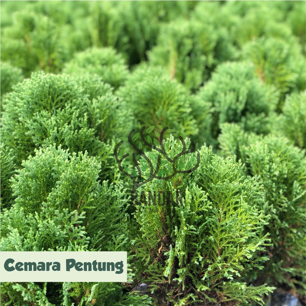 Jual Bibit Tanaman Hias Pohon Murah Pohon Cemara Pentung Tanaman Hias ...