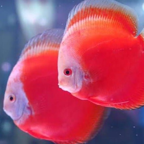 Jual ikan discus red melon | Shopee Indonesia