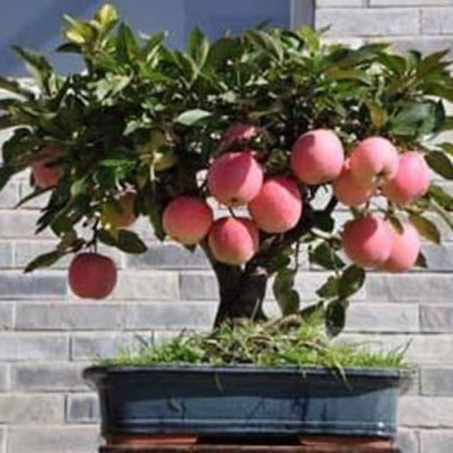 Jual Benih buah apel mini apel import | Shopee Indonesia