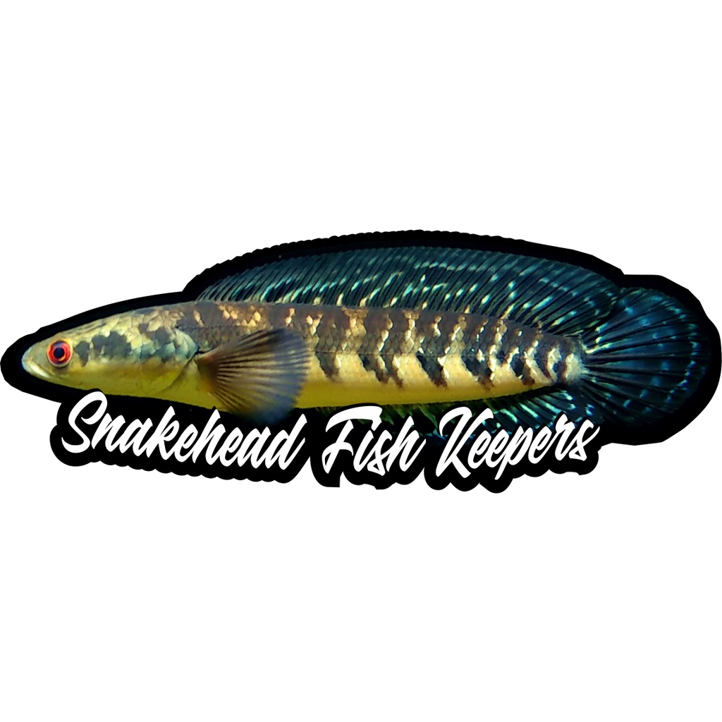 Jual STIKER AKUARIUM IKAN CHANNA MINI | Shopee Indonesia