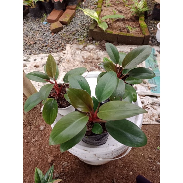 Jual Philo Congo serupa tapi tak sama dg black cardinal PROMO 10.10 ...