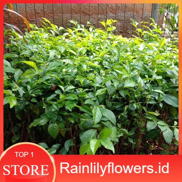 Jual paket 50 polybag tanaman pagar teh tehan pohon pangkas ...