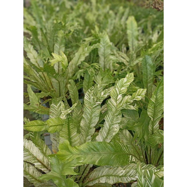 Jual tanaman hias kadaka tanah variegata | Shopee Indonesia