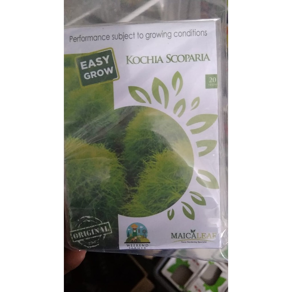 Jual Benih Rumput Kochia Scorparia Bibit Rumput - Maica Leaf | Shopee ...