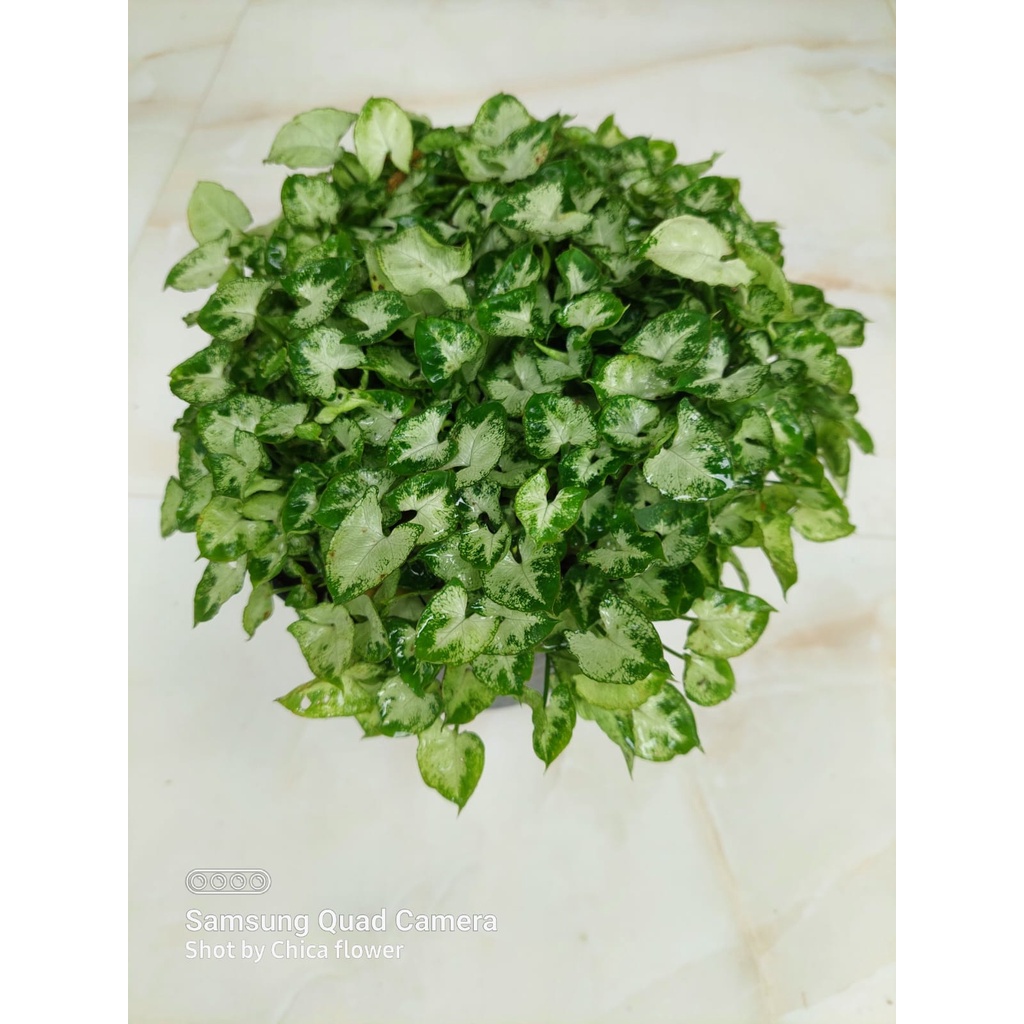 Jual JUAL TANAMAN HIAS KELADI MINI DAUN RIMBUN TANAMAN SEHAT / TANAMAN ... Jual JUAL TANAMAN HIAS KELADI MINI DAUN RIMBUN TANAMAN SEHAT / TANAMAN ...