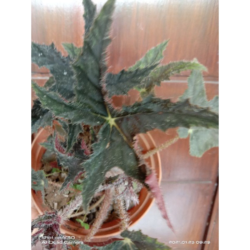 Jual begonia black Velvet/red Velvet | Shopee Indonesia