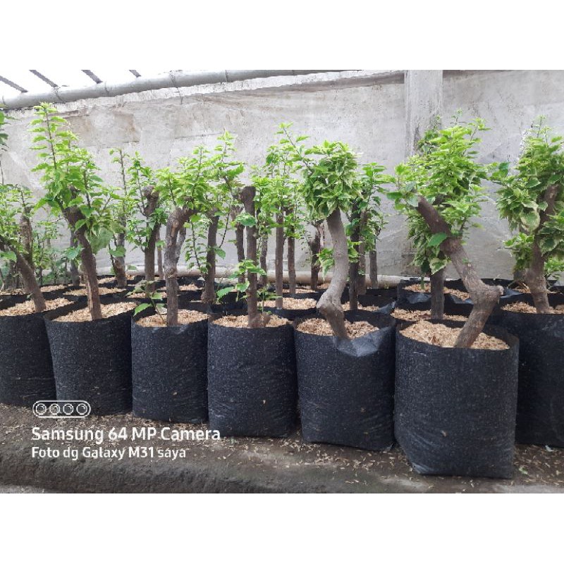 Jual Bougenville singapore varigata kuning + merah fanta sambung batang ...