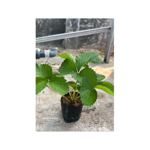 Jual Bibit Stroberi Mencir Strawberry Siap Berbunga dan Berbuah (Lebih ...