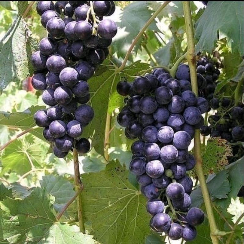 Jual BIBIT ANGGUR ISABELLA SUPER GENJAH BISA BERBUAH DIDALAM POT (BELI ...