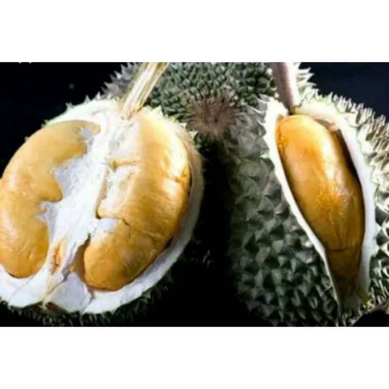 Jual BIBIT POHON DURIAN DURI HITAM OCHEE ASLI | Shopee Indonesia