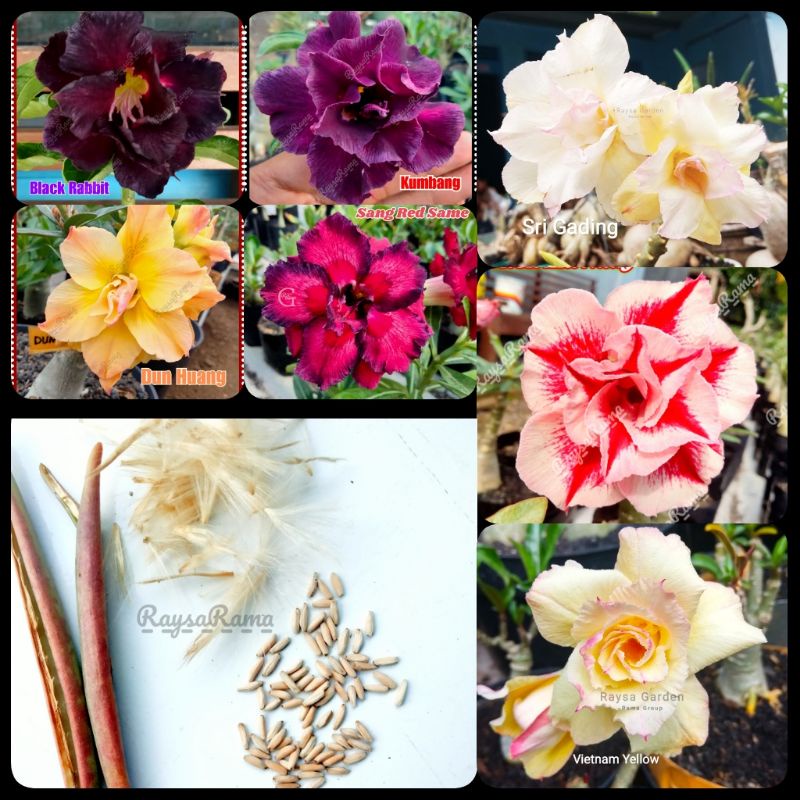 Jual Benih biji adenium hybrid bunga tumpuk | Shopee Indonesia