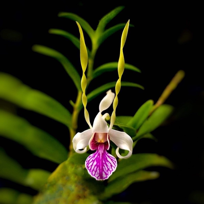 Jual Seedling Dendrobium Stratiotes Papua (Bibit Anggrek) | Shopee ...