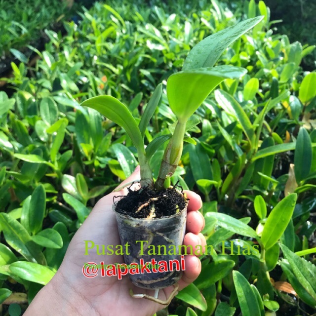 Jual Anggrek Dendrobium Pra Remaja Bunga melintir - keriting Hybrid PTH ...