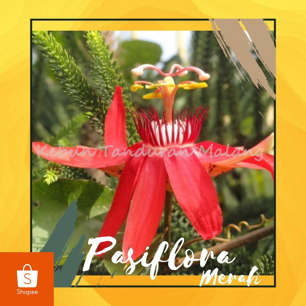 Jual Tanaman Hias Bunga Rambat Pasiflora Merah/Red/Vitifolia ...