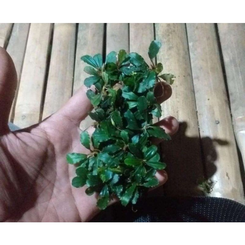 Jual Bucephalandra Buce Sp Aquatic Plant Media Pakis tanaman aquascape ...