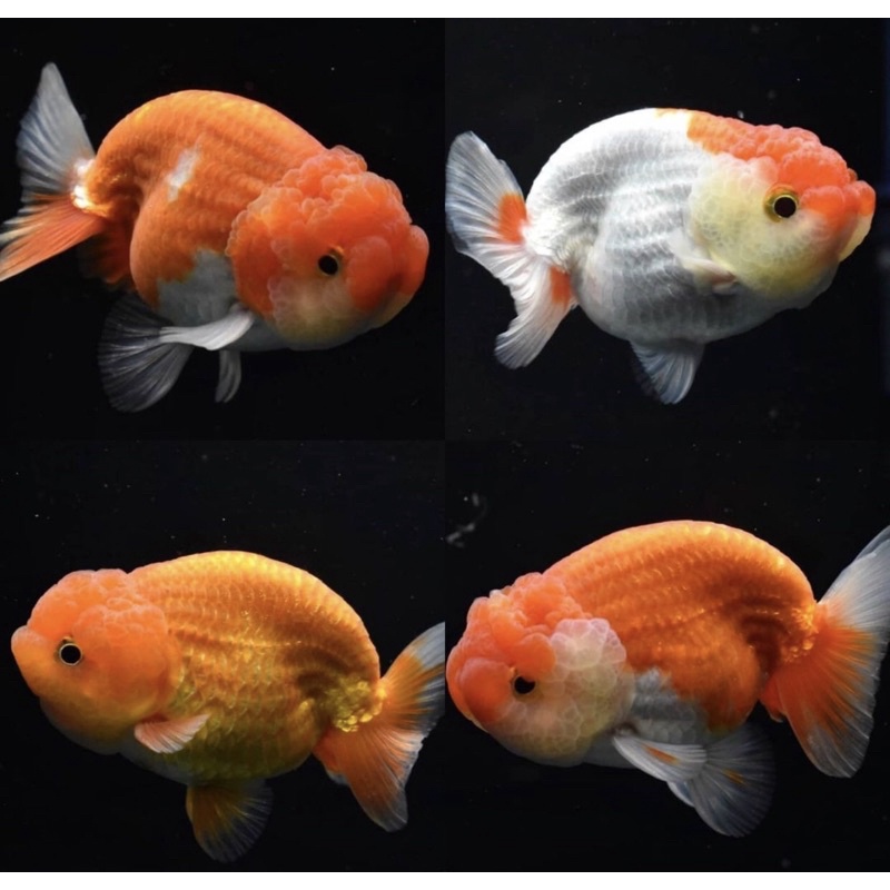 Jual IKAN KOKI RANCHU JUMBO 15CM | Shopee Indonesia