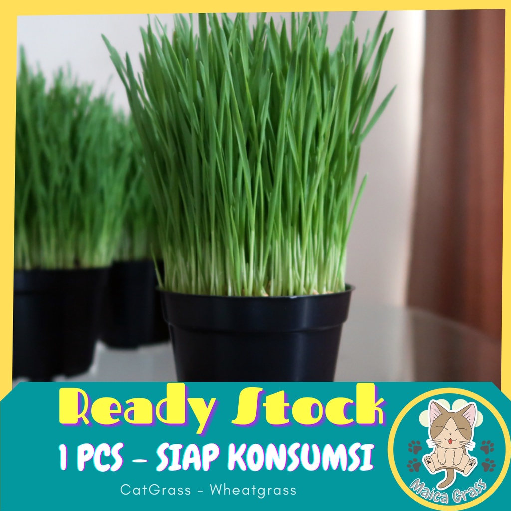 Jual RUMPUT KUCING Siap Panen - Rumput Wheatgrass Import - Rumput ...