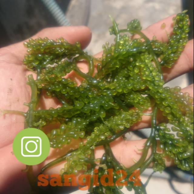 Jual Sea Grapes, Latoh, Anggur Laut, Lawilawi segar 300 gram | Shopee ...