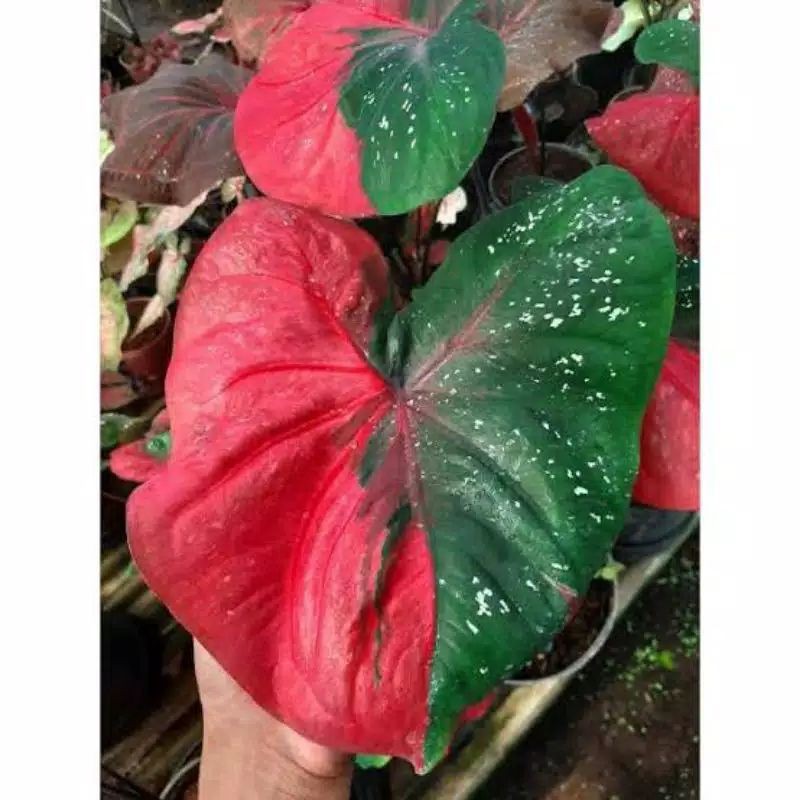 Jual Tanaman Hias Keladi Baret / Caladium Broken Heart | Shopee Indonesia