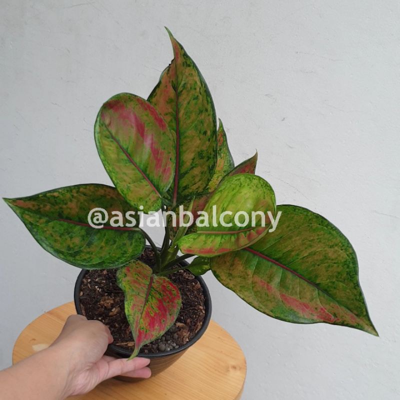 Jual Aglaonema Hengheng | Tanaman hias aroid di pot | Shopee Indonesia