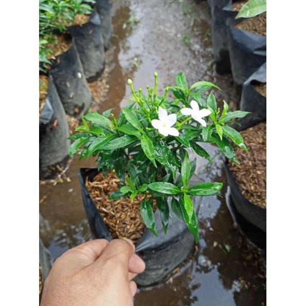 Jual Tanaman hias rembosa mini - Rombusa mini - Tanaman hias indoor ...