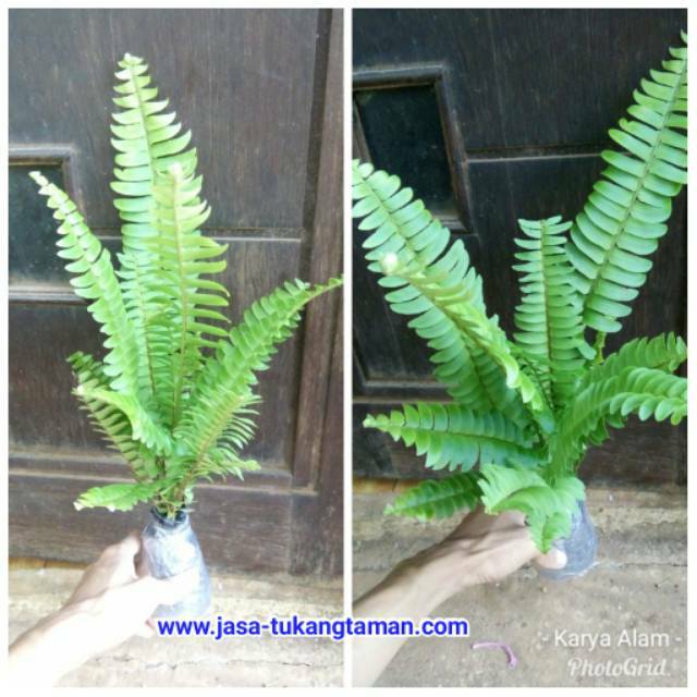 Jual Pohon pakis kelabang / tanaman paku pakis kelabang | Shopee Indonesia