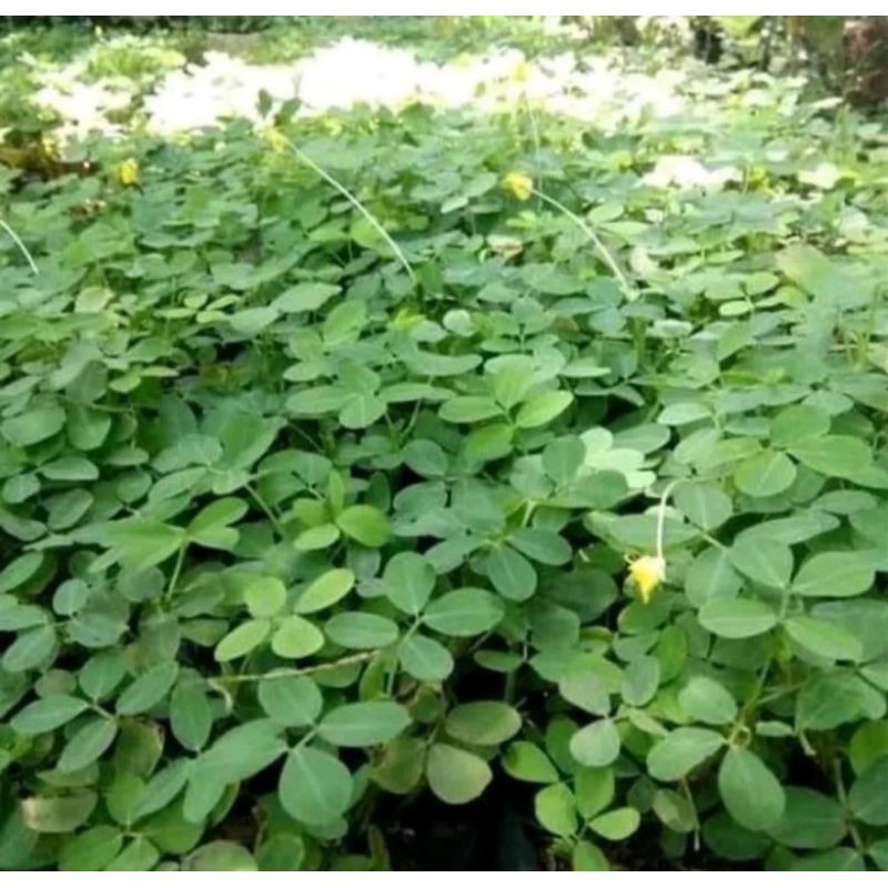 Jual promo !! landep - kacang kacangan - bunga kuning - pinto peanut ...