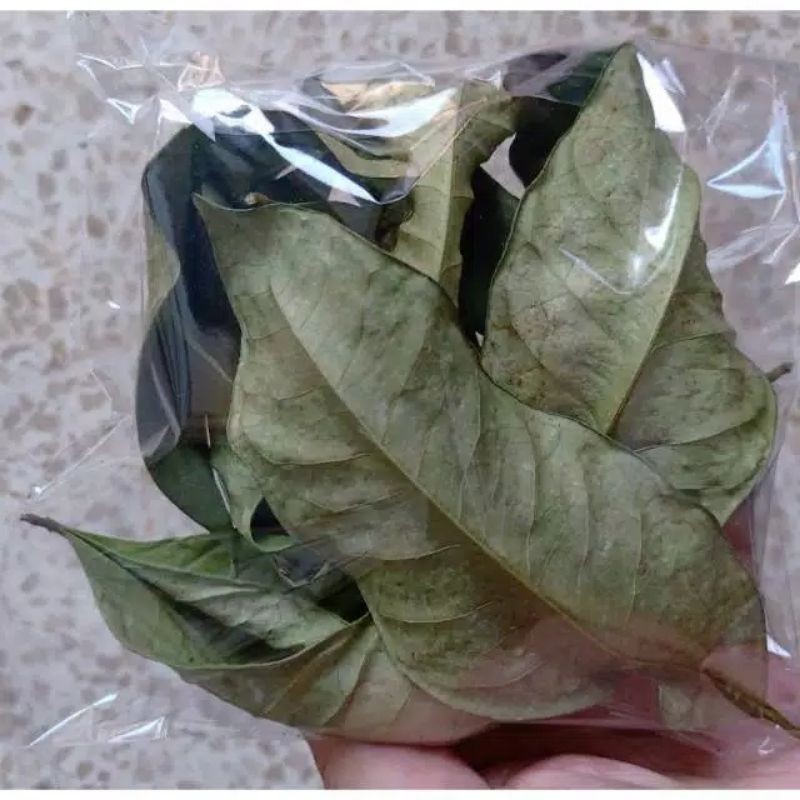 Jual Dried bay leaves / daun salam kering bersih 1/2kg dan 1kg | Shopee Indonesia