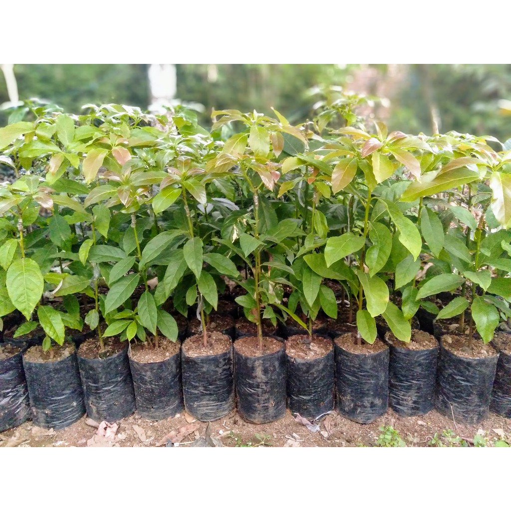 Jual Bibit Alpukat Pluwang / Hawai Jumbo | Shopee Indonesia