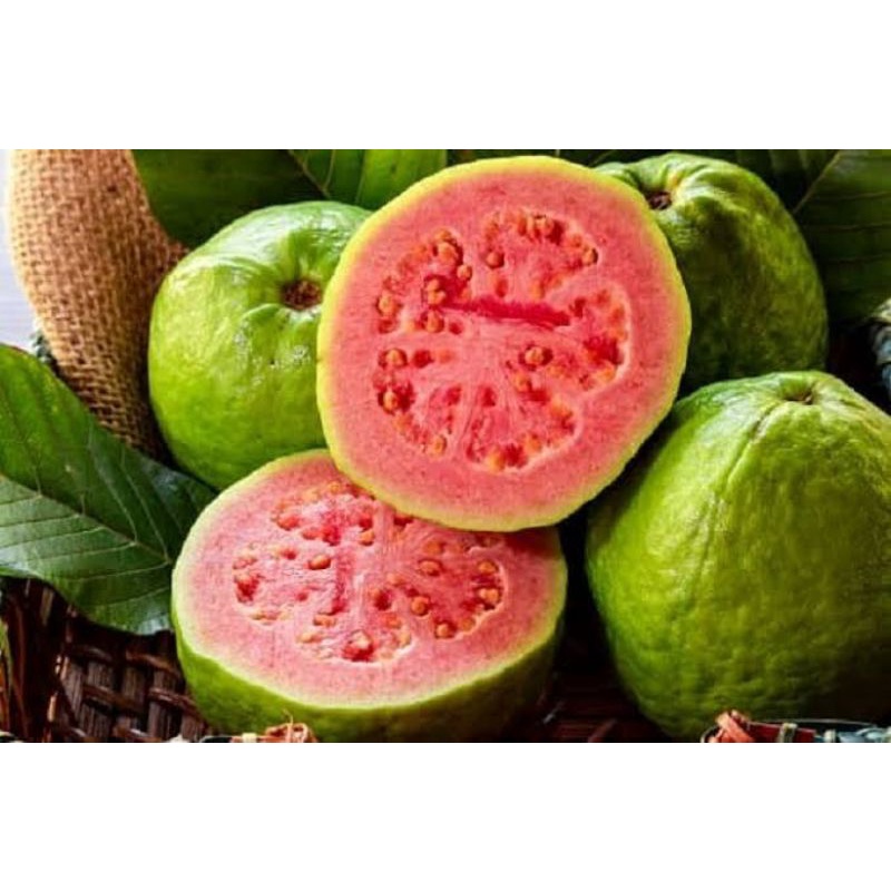 Jual JAMBU BIJI MERAH (1 KG) | Shopee Indonesia