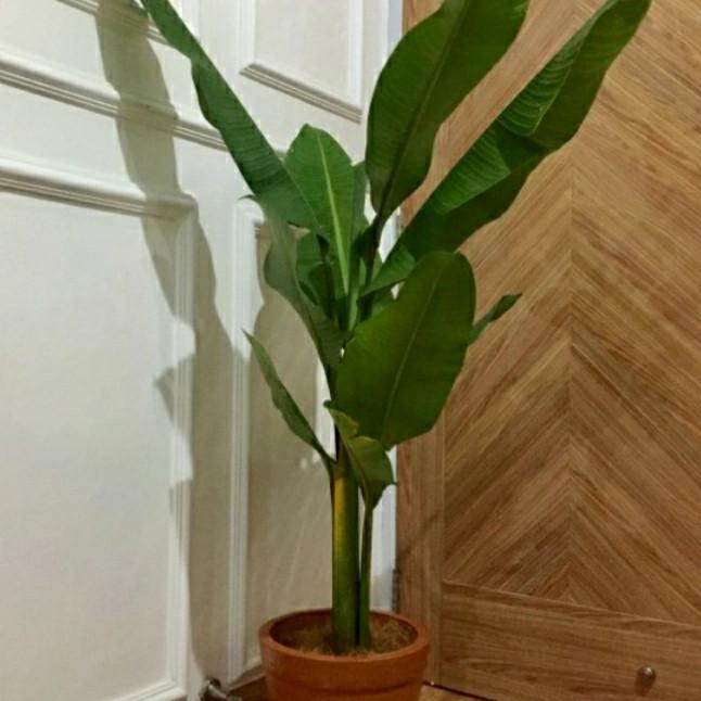 Jual Pisang Karibai Ukuran Besar - Tanaman Hias Pisang Karibay | Shopee ...
