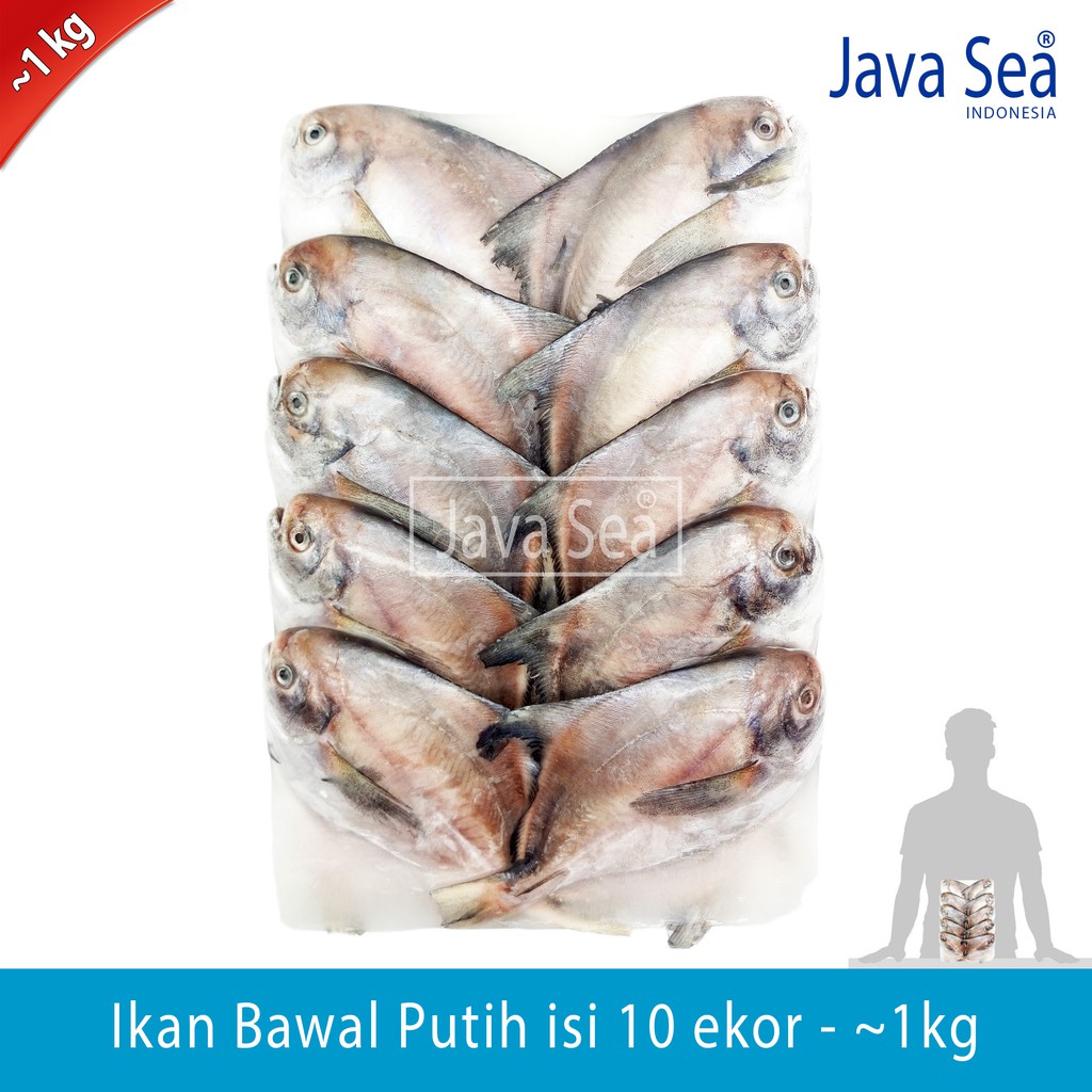 Jual Ikan Bawal Putih Utuh isi 10 ekor pack 1kg Java Sea | Shopee Indonesia