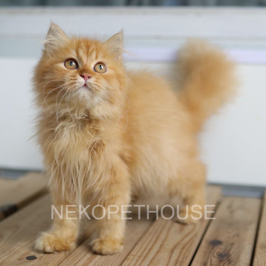 Jual Kucing Kitten Persia Longhair Oren Aktif 2.5 bulan | Shopee Indonesia