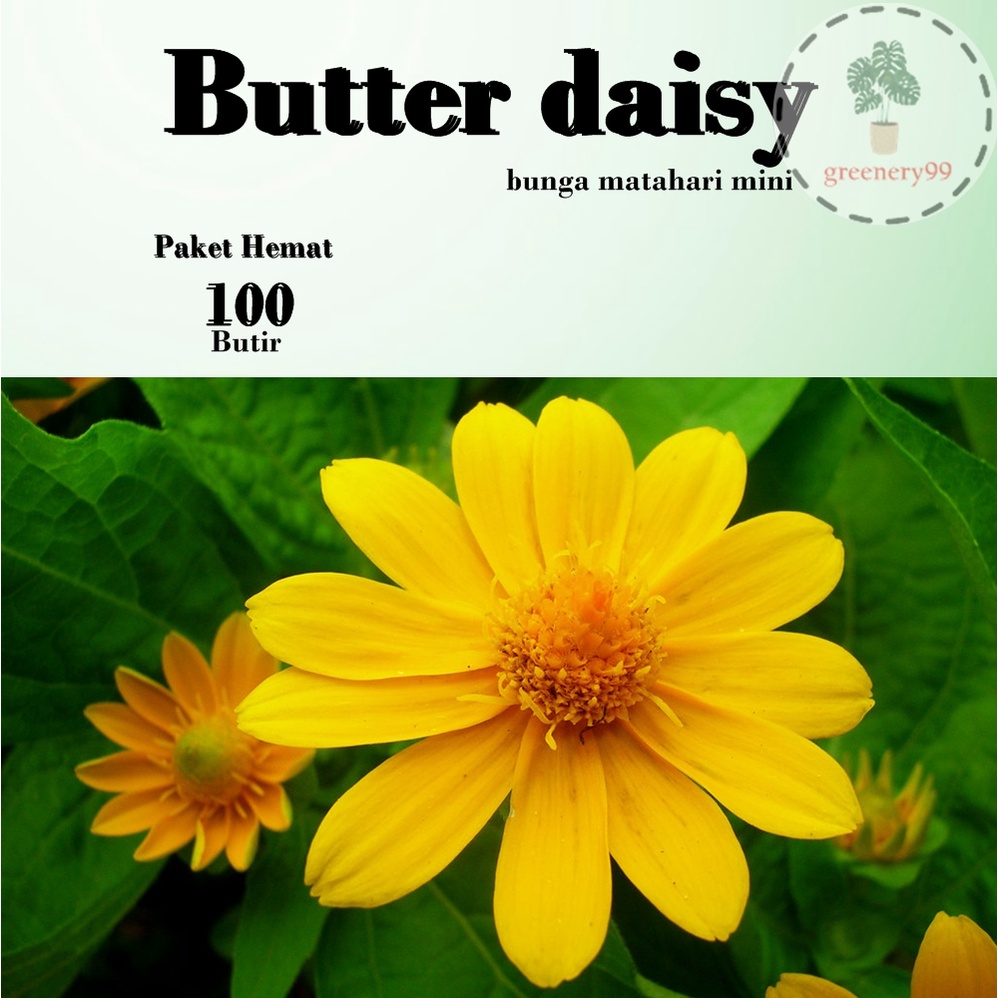 Jual paket hemat benih biji bibit tanaman hias bunga butter daisy mata ...