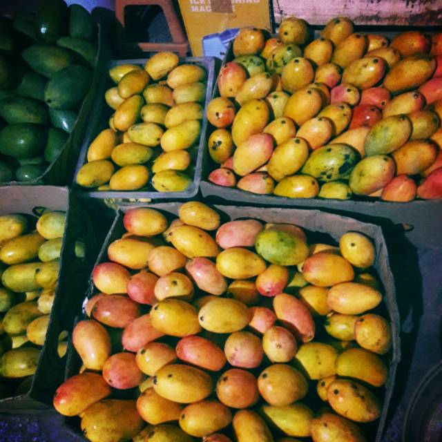 Jual Mangga podang gunung khas kediri bukan podang kampung | Shopee ...