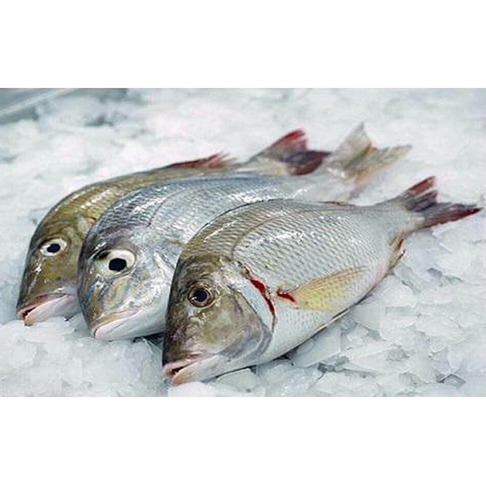 Jual Ikan Kakap Putih Besar Segar / Ikan Kakap Laut Segar Potongan 1kg ...