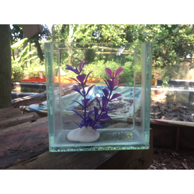 Jual Soliter mini aquarium mini soliter cupang soliter ikan cupang ...