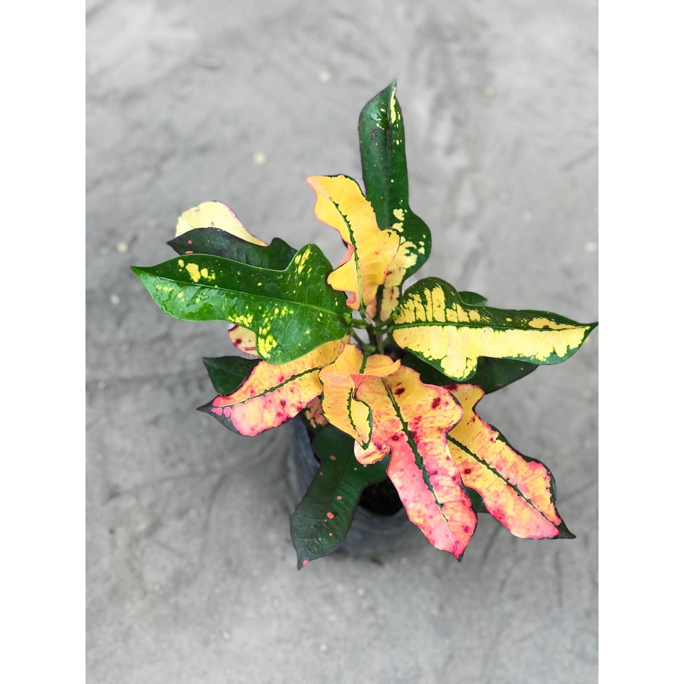 Jual Bunga hidup tanaman hias puring AFRICA warna daun cantik | Shopee ...
