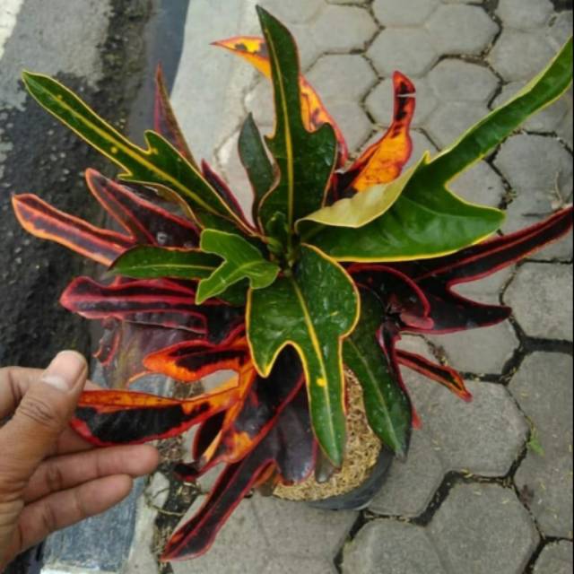 Jual Tanaman hias puring zet - tanaman puring z | Shopee Indonesia