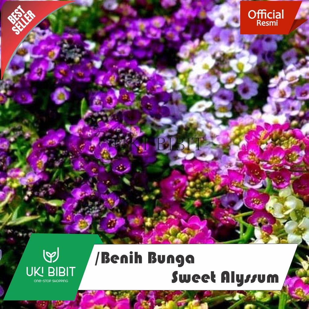 Jual ( 10 Butir ) Benih Bunga Sweet Alyssum Mix | Alison Flower ...