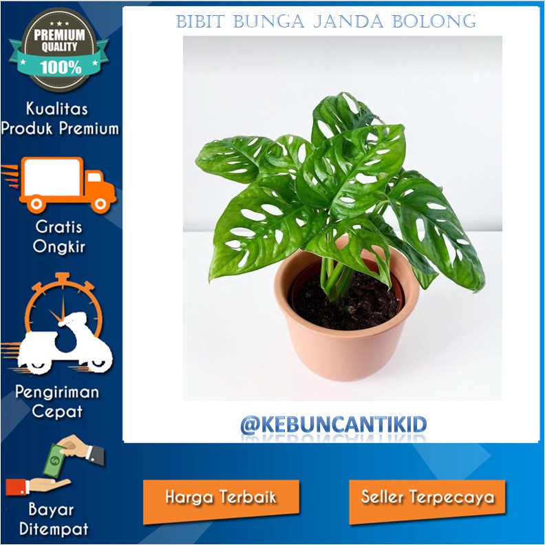 Jual BUNGA JANDA BOLONG / TANAMAN MONSTERA OBLIQUA JANDA BOLONG BIBIT ...