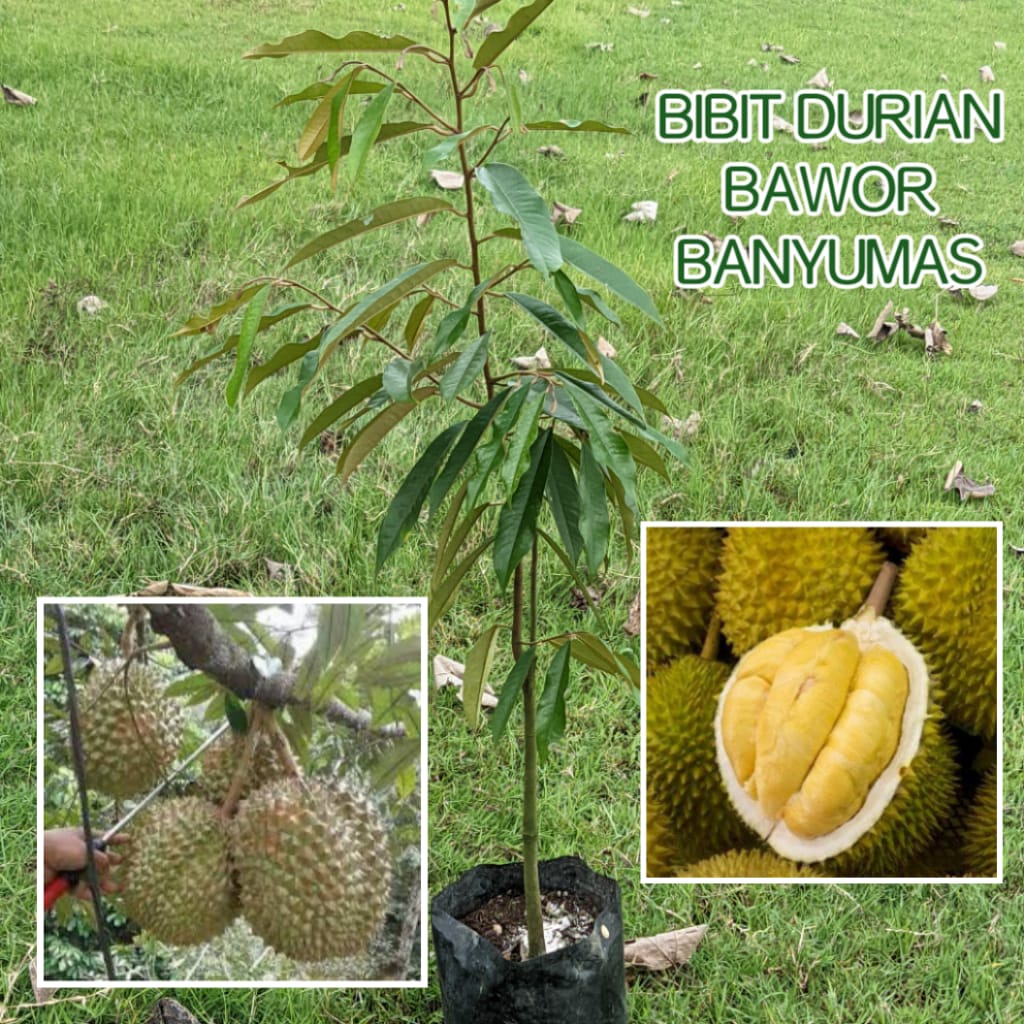 Jual Durian Bawor Banyumas Terlengkap & Harga Terbaru Mei 2026 | Shopee ...