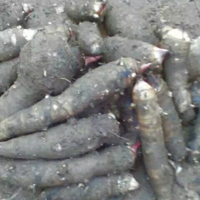 Jual Ubi talas , mbote, entek pulen | Shopee Indonesia