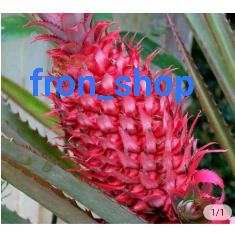 Jual BUAH NANAS MUDA MERAH MERONA | NANAS MERAH PER (1PCS) | Shopee ...
