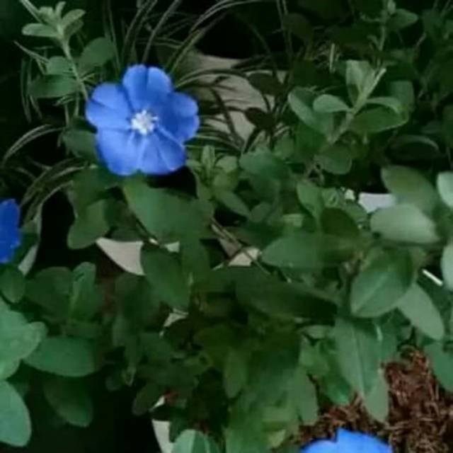 Jual Tanaman hias baby blue eyes - bunga blue eyes - bibit - blue eyes ...